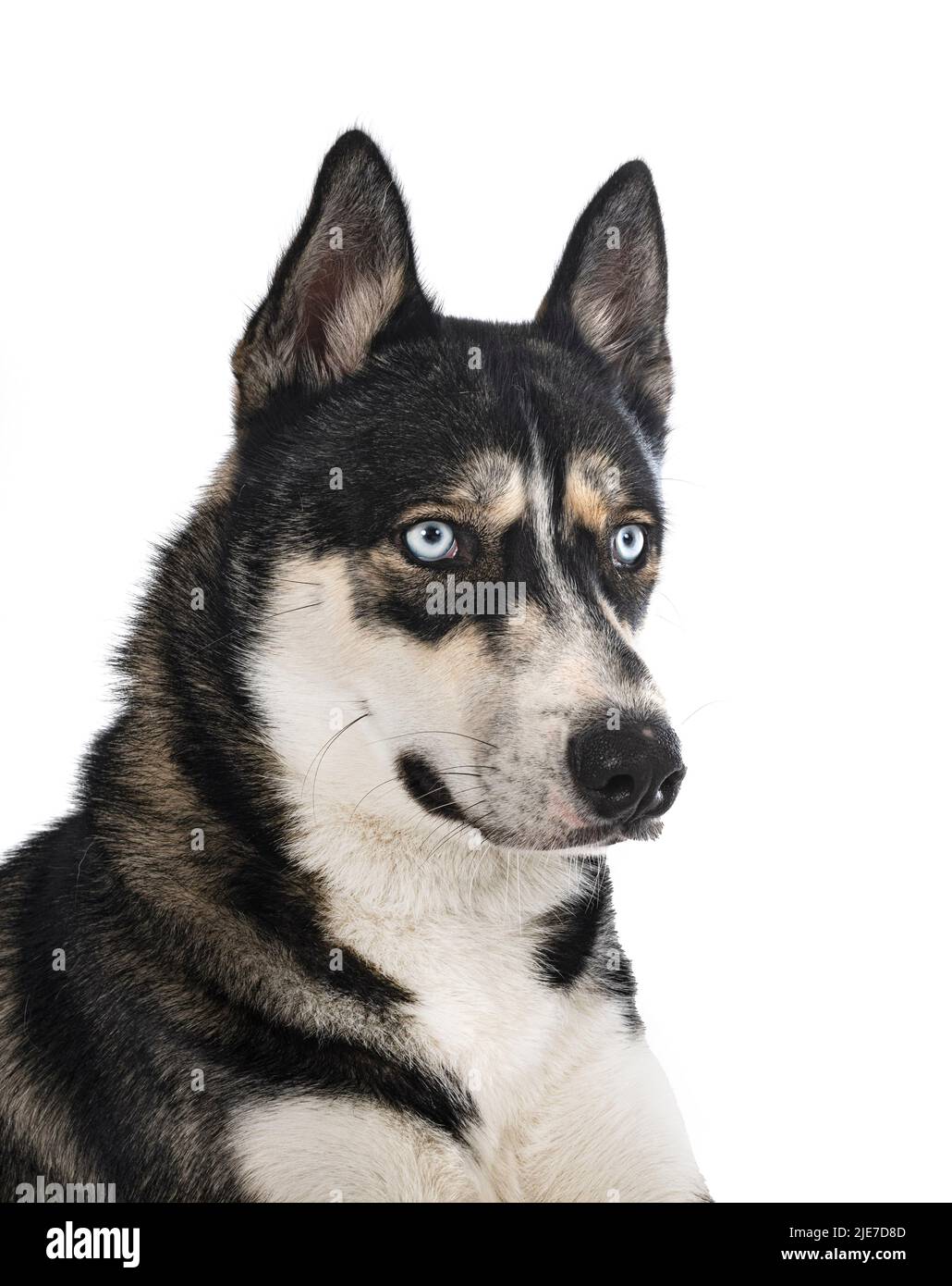 siberian husky in front of white background Stock Photo - Alamy