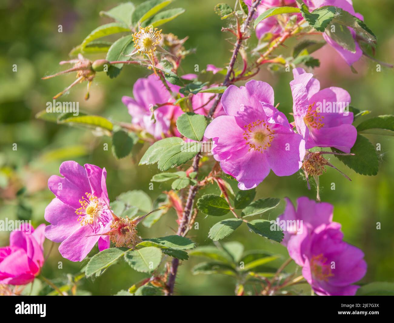 Alaskan Wild Rose, Prickly Rose, Rosa Acicularis Stock Photo - Alamy