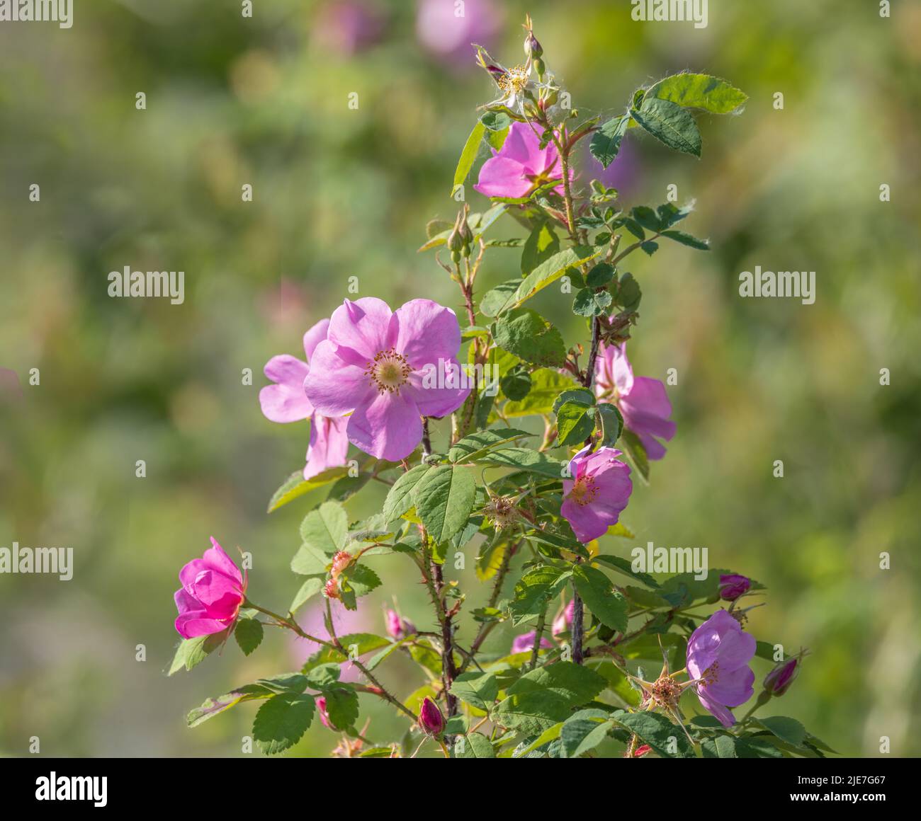 Alaskan Wild Rose, Prickly Rose, Rosa Acicularis Stock Photo - Alamy