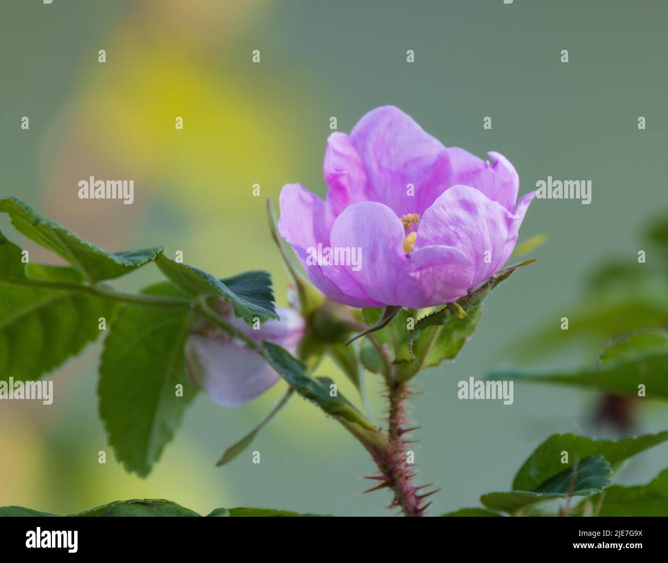 Prickly rose rosa acicularis hi-res stock photography and images - Alamy