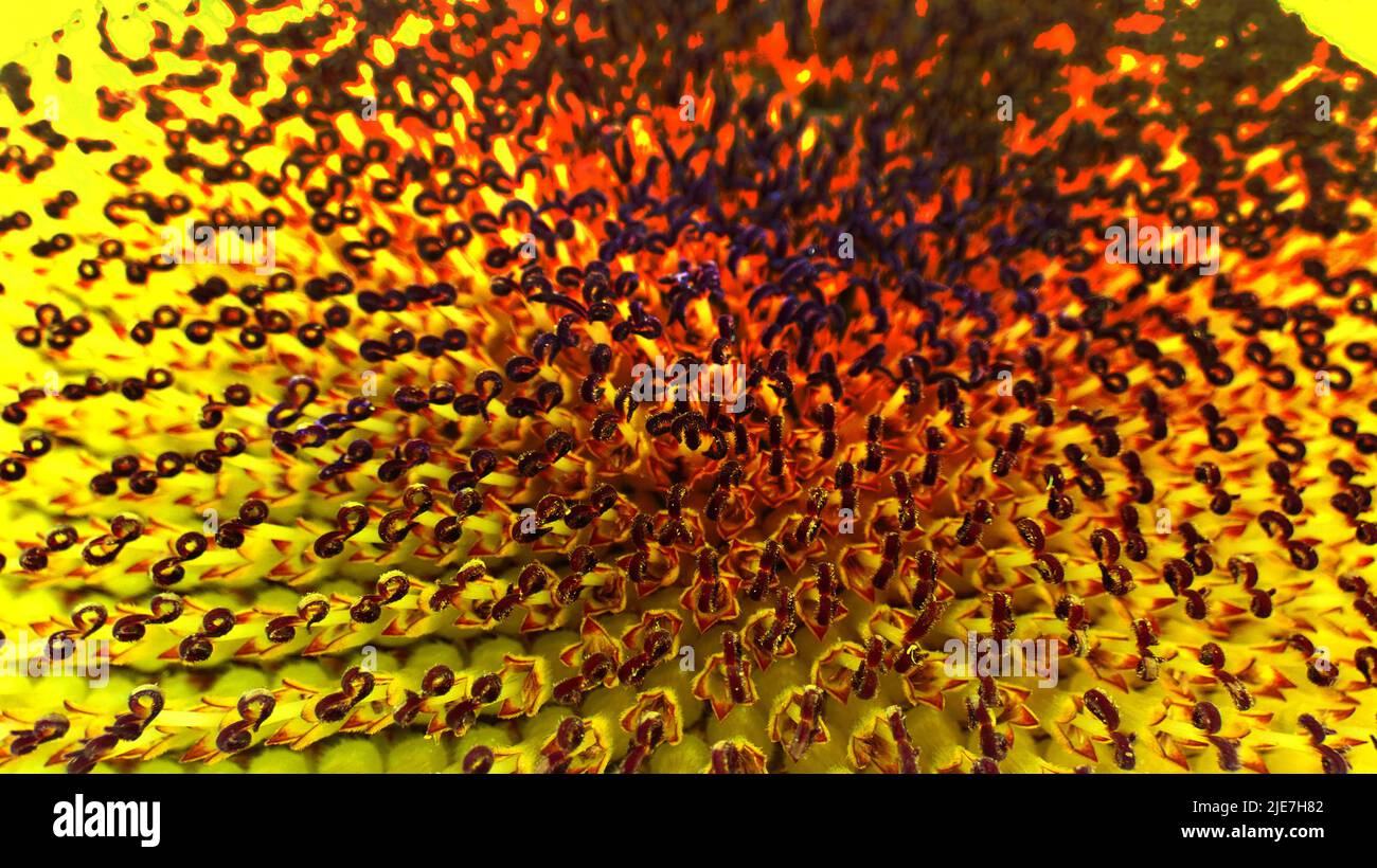 Core flower hi-res stock photography and images - Alamy