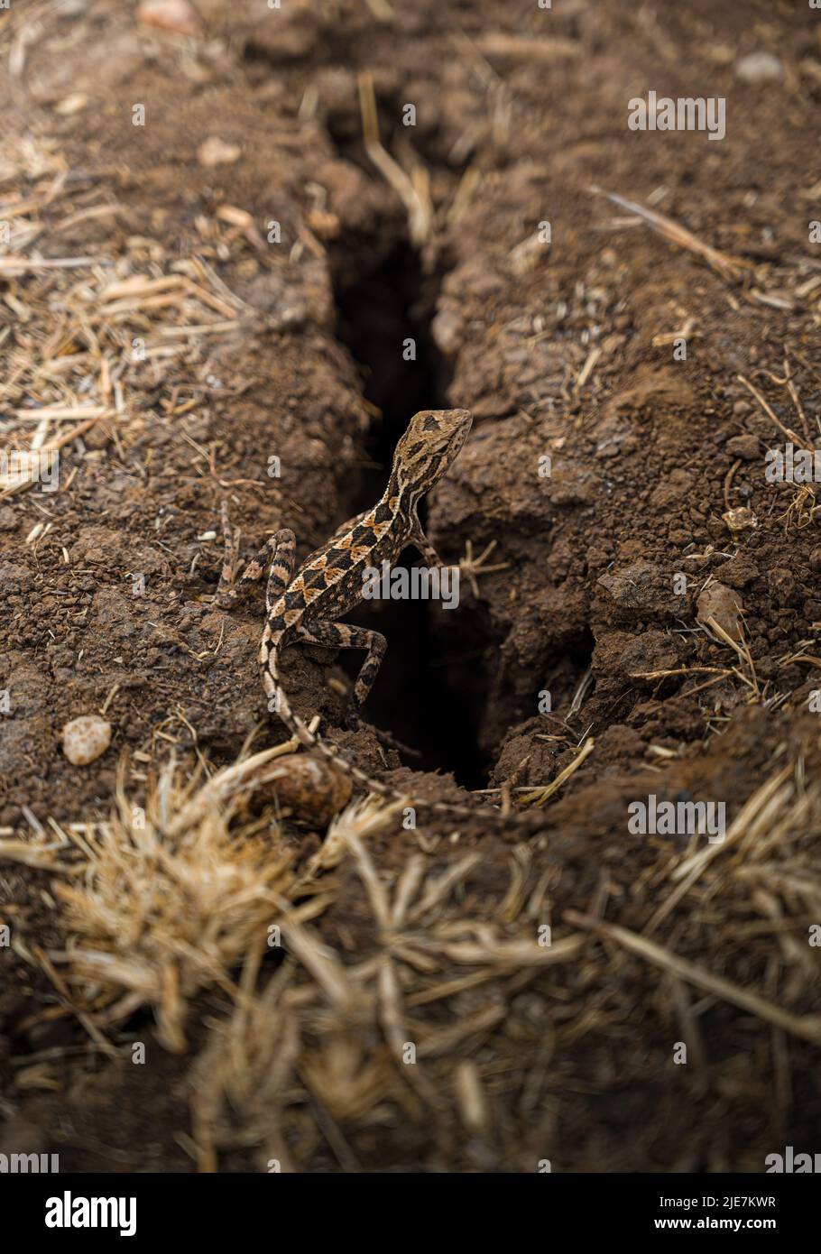 Female Sitana ( Fan-Throated lizard Stock Photo - Alamy
