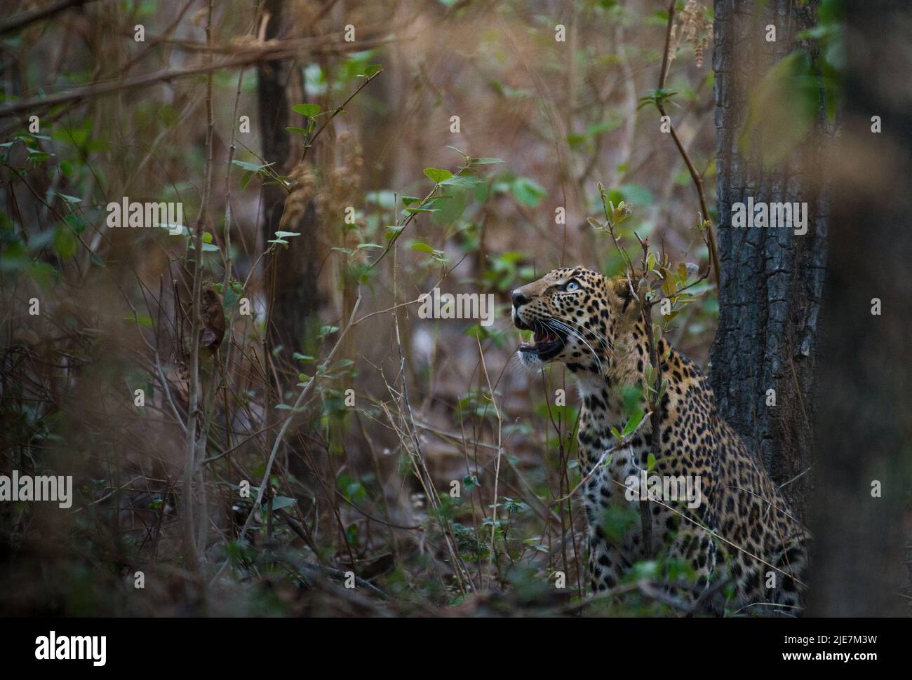 Leopard in morning light hi-res stock photography and images - Alamy