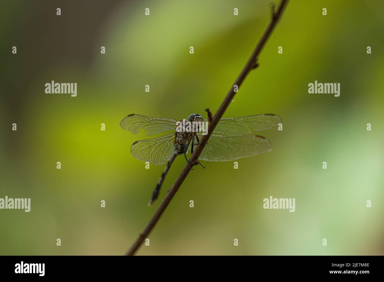 Earth dragon hi-res stock photography and images - Alamy