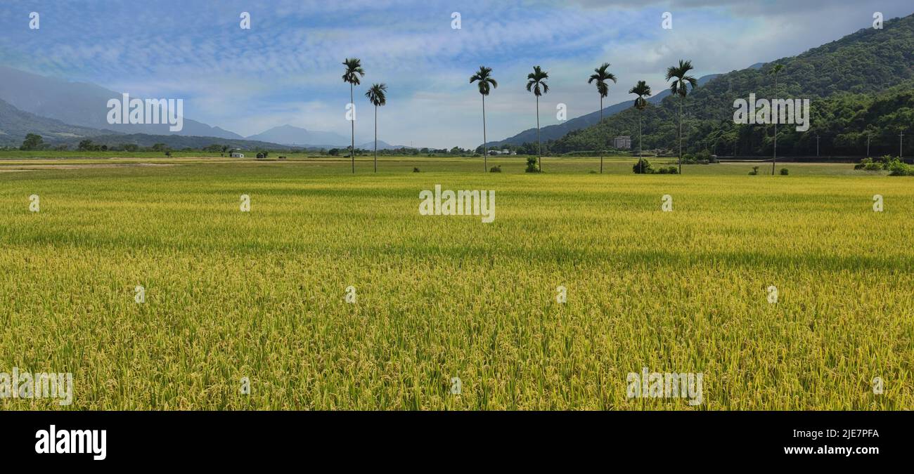 The Landscape View Of Beautiful Paddy Field With Sunrise At Brown ...