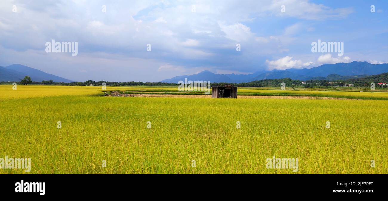 The Landscape View Of Beautiful Paddy Field With Sunrise At Brown ...