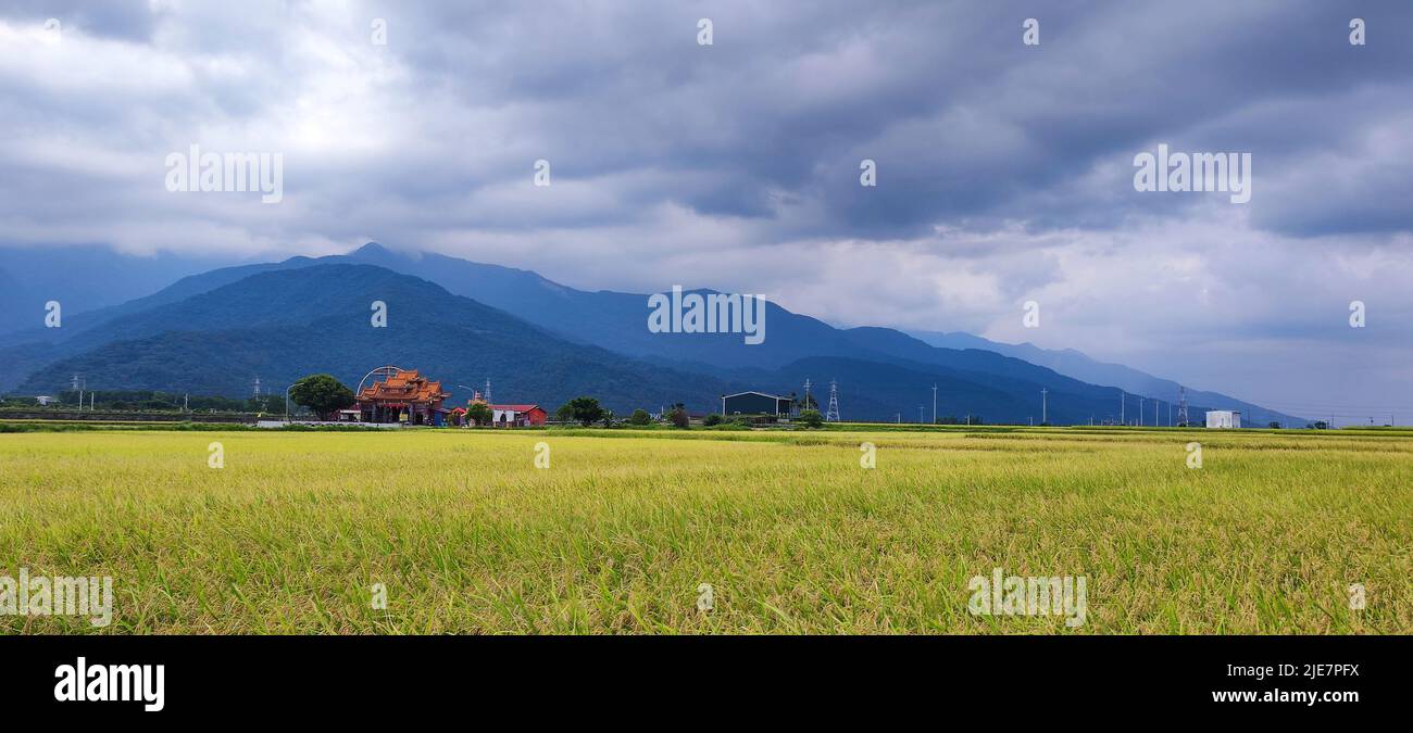 The Landscape View Of Beautiful Paddy Field With Sunrise At Brown ...