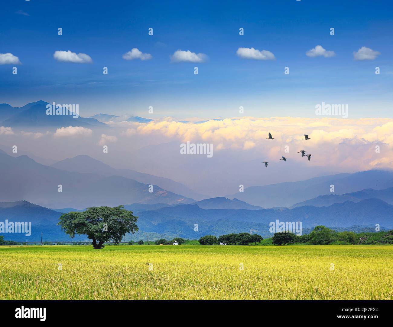 The Landscape View Of Beautiful Paddy Field With Sunrise At Brown ...