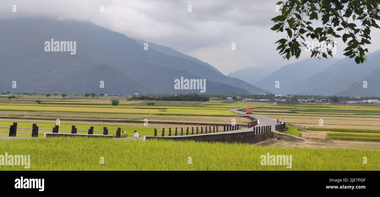 The Landscape View Of Beautiful Paddy Field With Sunrise At Brown ...