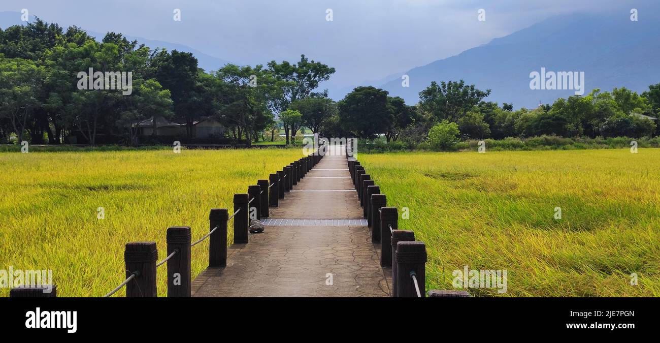 The Landscape View Of Beautiful Paddy Field With Sunrise At Brown ...