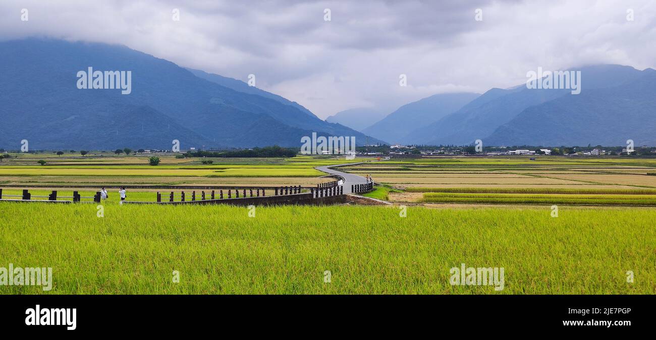 The Landscape View Of Beautiful Paddy Field With Sunrise At Brown ...