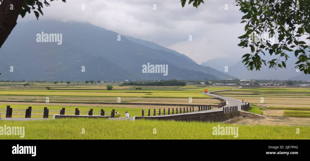 The Landscape View Of Beautiful Paddy Field With Sunrise At Brown ...
