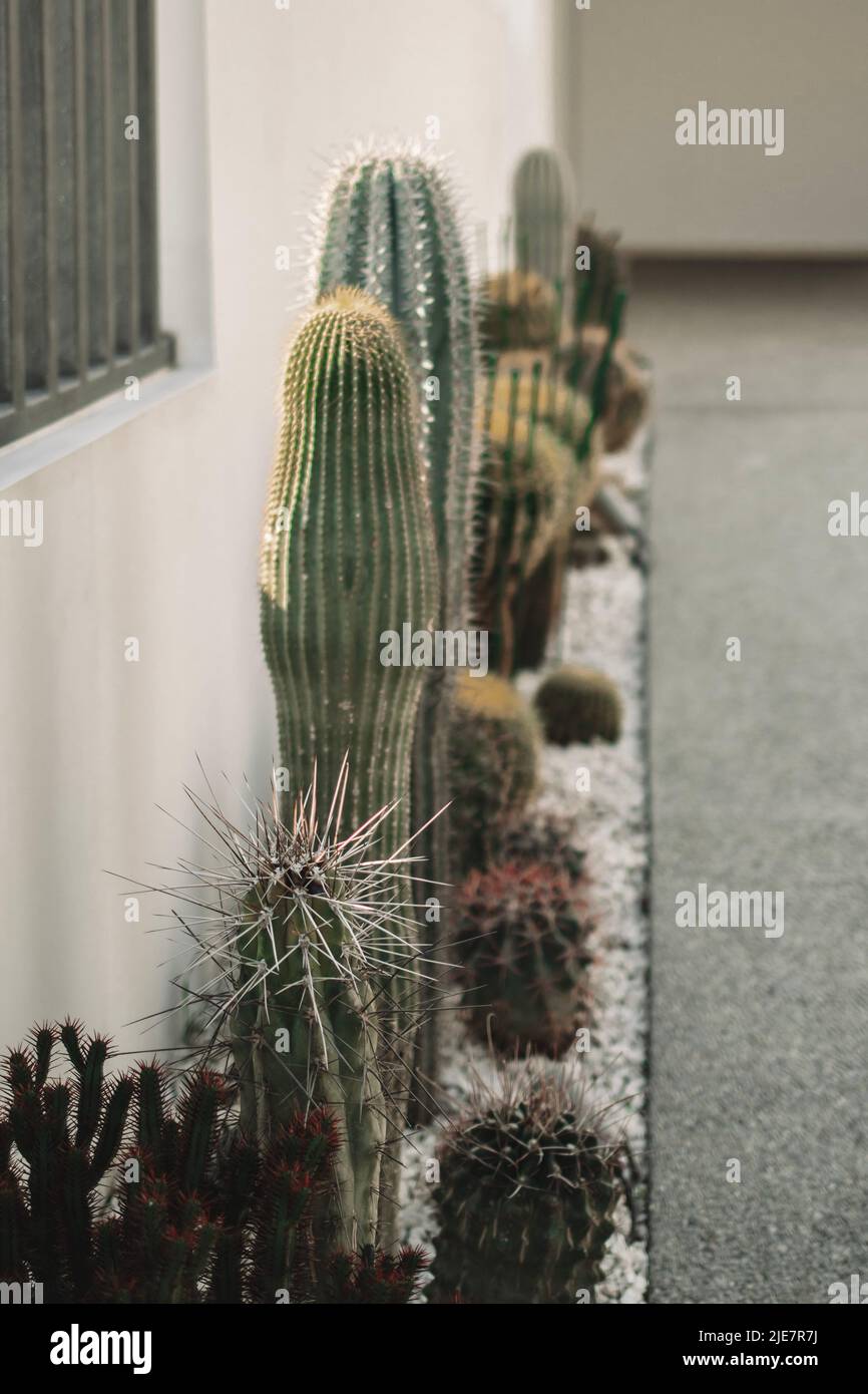 A lot of cactus plants near the house. Outdoors greenery of yard Stock ...