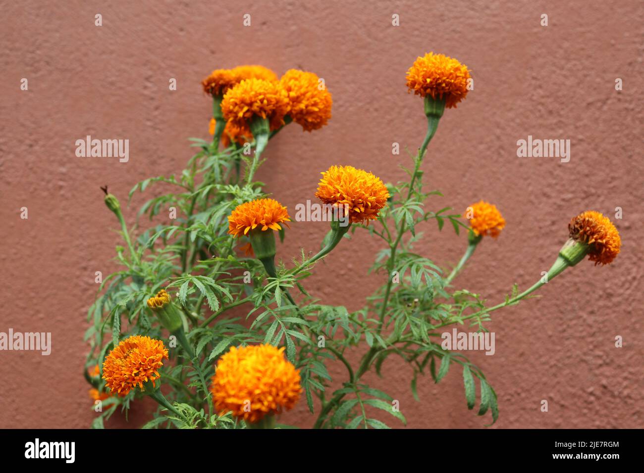 Das look hi-res stock photography and images - Alamy