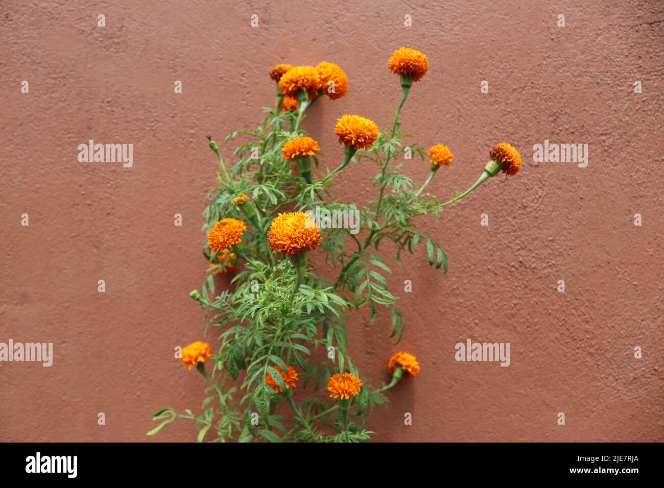 Das flowers hi-res stock photography and images - Alamy