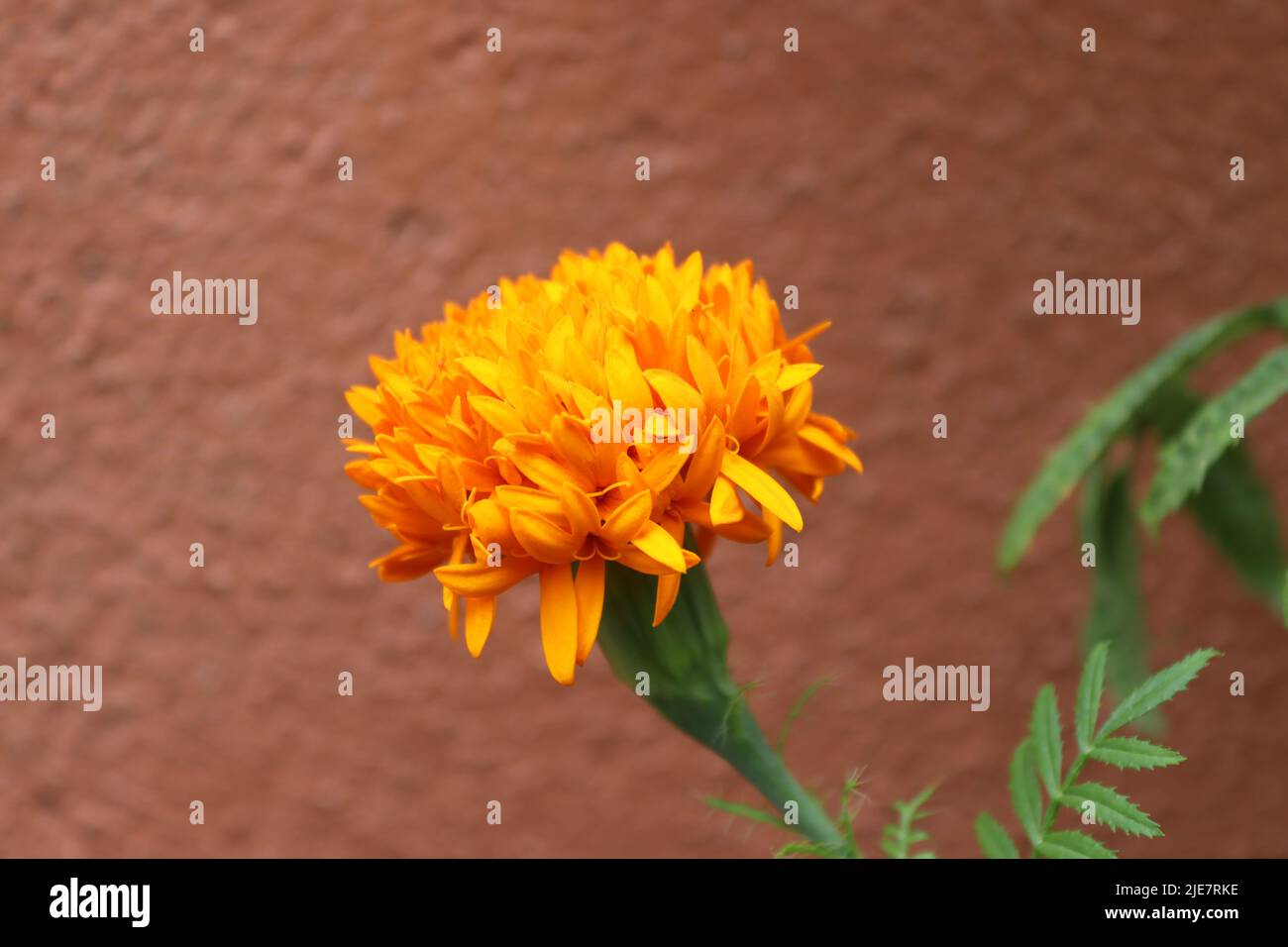 Das look hi-res stock photography and images - Alamy