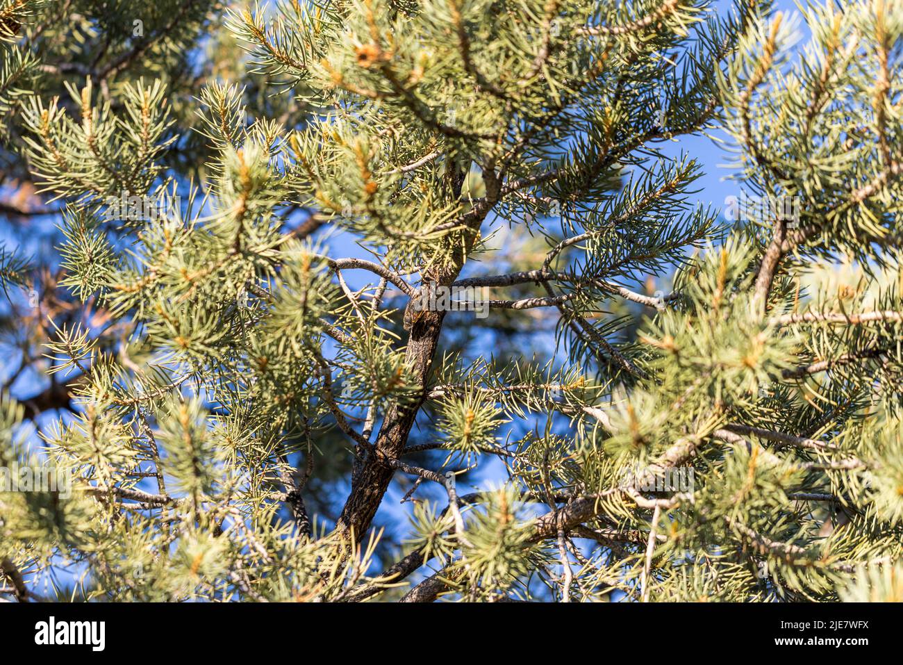 Cicada camouflage on tree hi-res stock photography and images - Alamy