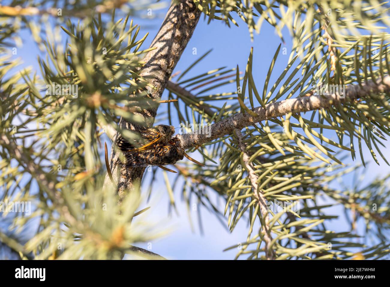 Two mating cicadas hidden on a pine tree branch in the day light Stock ...