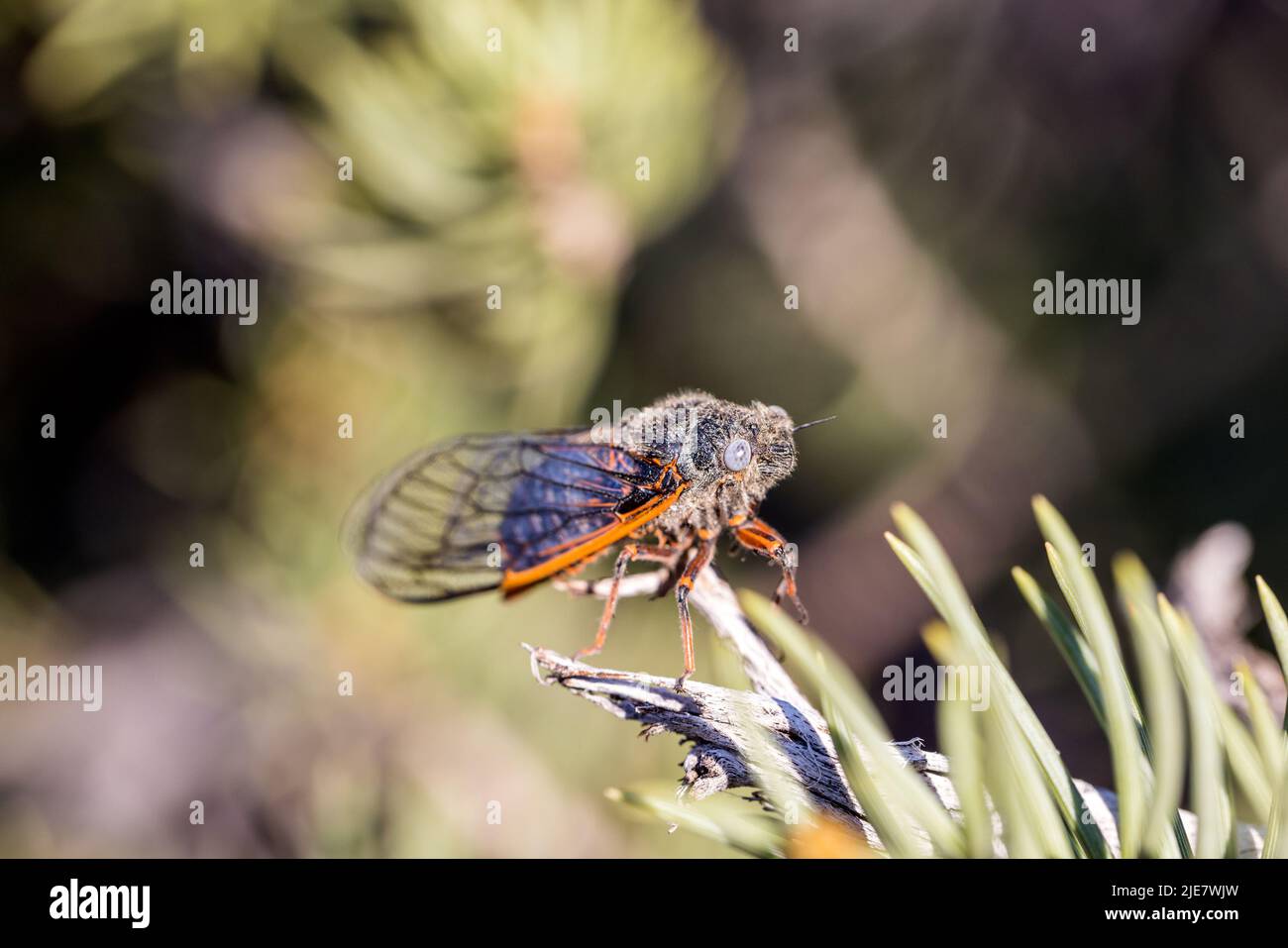 Macro view of an orange and black cicada with a blue eye well lit on a ...