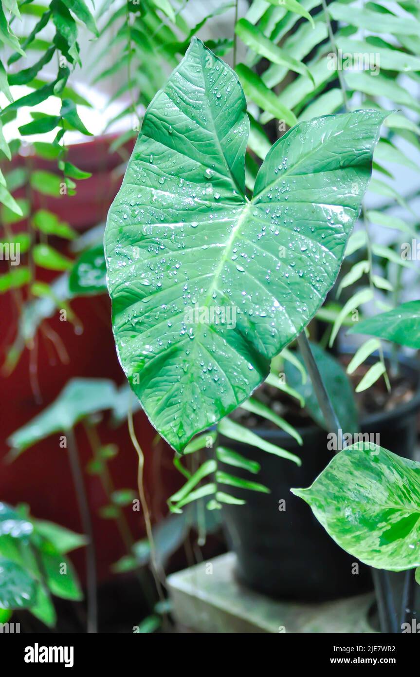 Malanga Planta Malanga