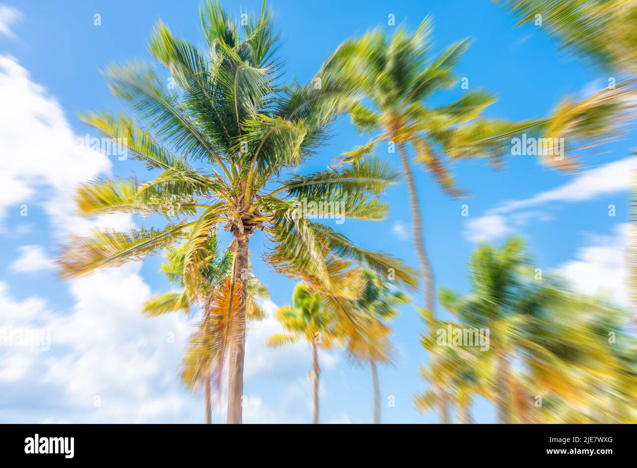 Beautiful Palm trees in blue sky background with motion blur effect ...