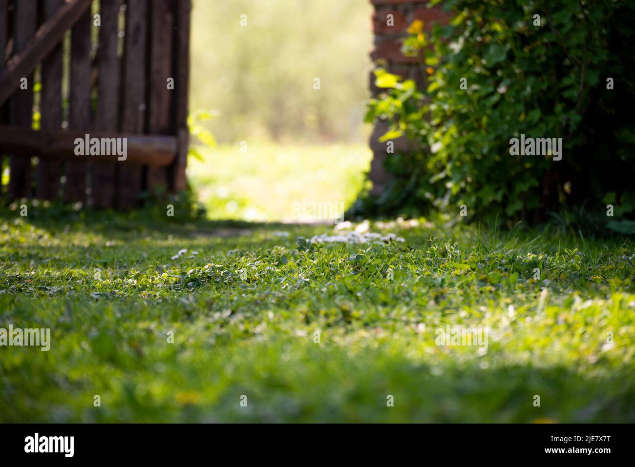 Green grass pathway with wooden fence gate at background Stock Photo ...