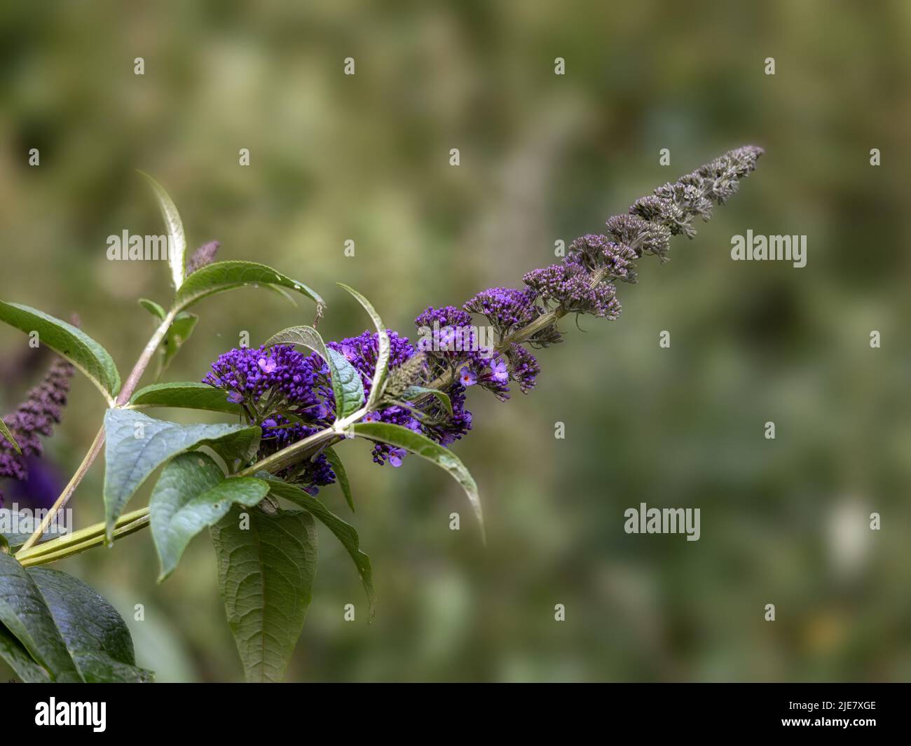 Closeup of flowering spike of Buddleja davidii growing wild in a wood ...