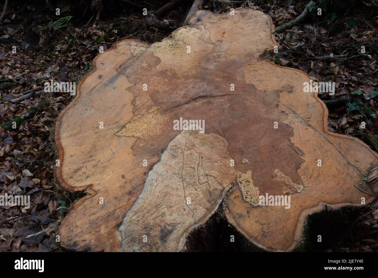 cut stump of a beech tree with various patterns and dark brown soil in ...