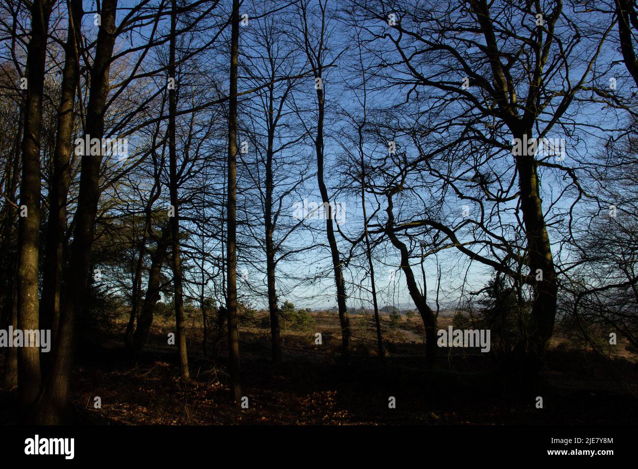 Mixture trees forest hi-res stock photography and images - Alamy