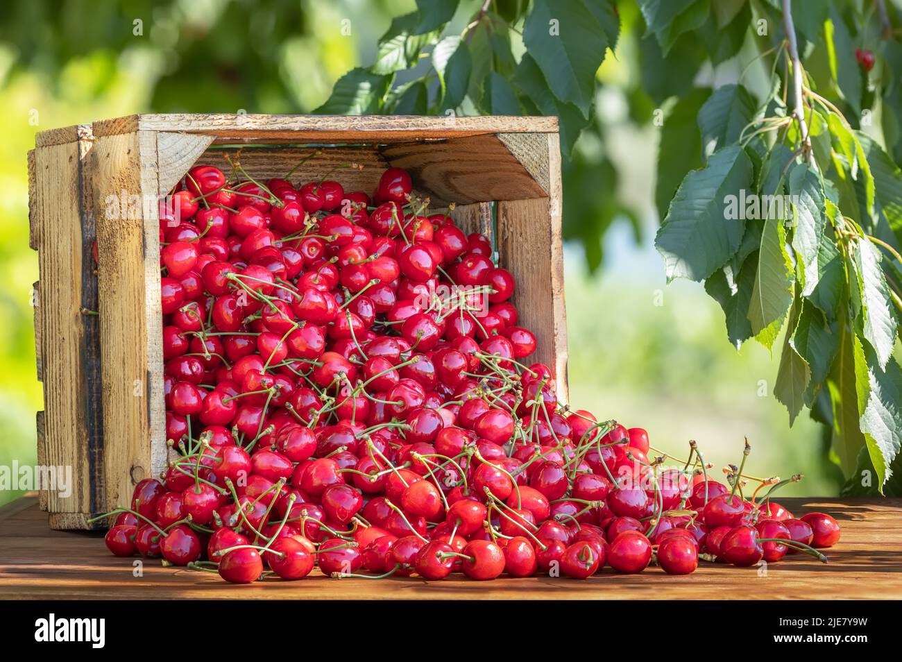 Spilled on table hi-res stock photography and images - Alamy