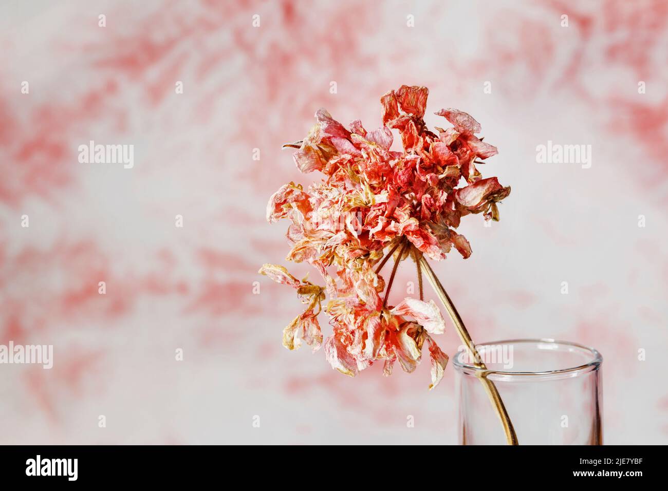Dried flower of geranium in glass vase , sadness and romance Stock ...