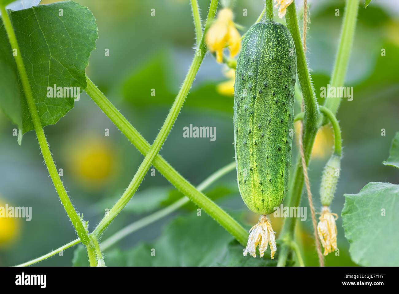 Creeping cucumber plant hi-res stock photography and images - Alamy