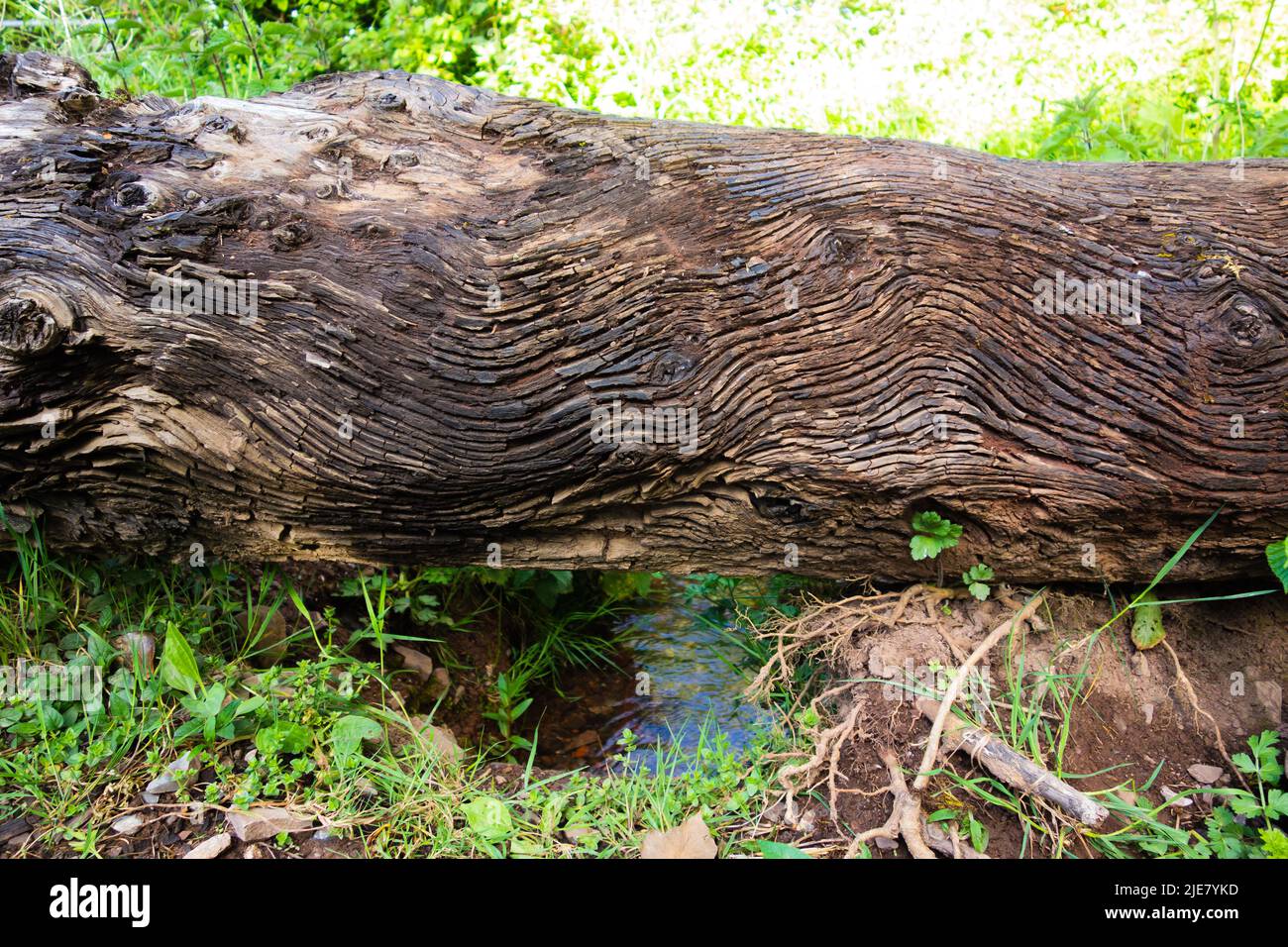 old fallen tree with natural marks on the trunk and a stream running ...