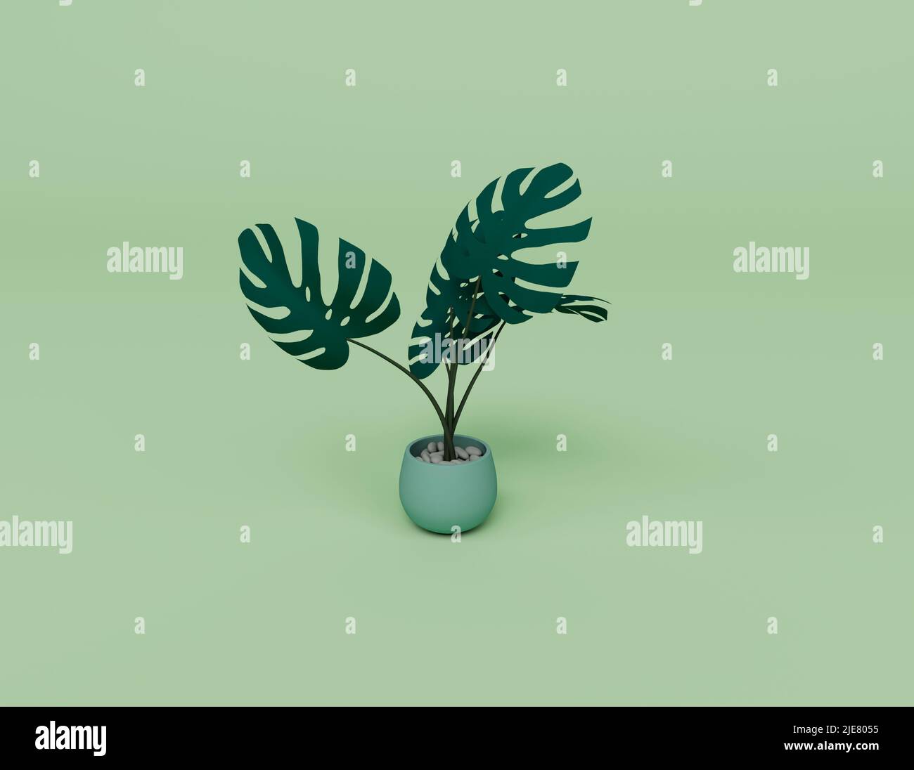 3d render of Monstera potted home flower plant tree isolated on Pastel ...
