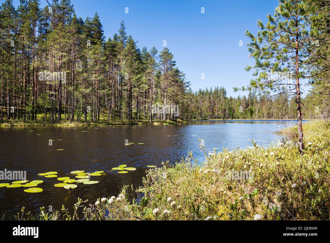Summer landscape with small forest lake Stock Photo - Alamy