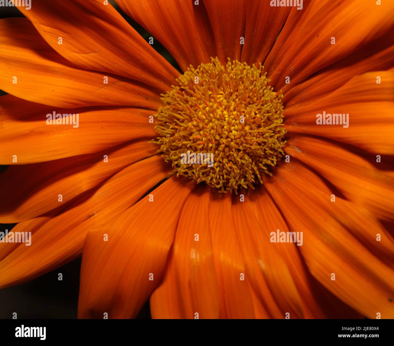 An orange Treasure Flower, close overhead view Stock Photo - Alamy