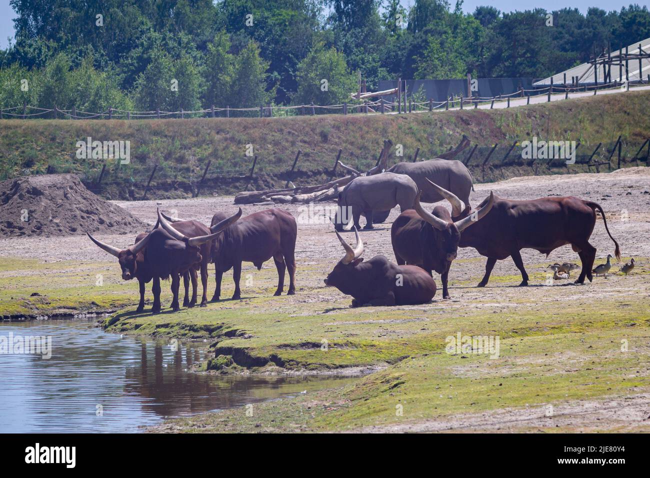 Egyptian hamitic longhorn hi-res stock photography and images - Alamy
