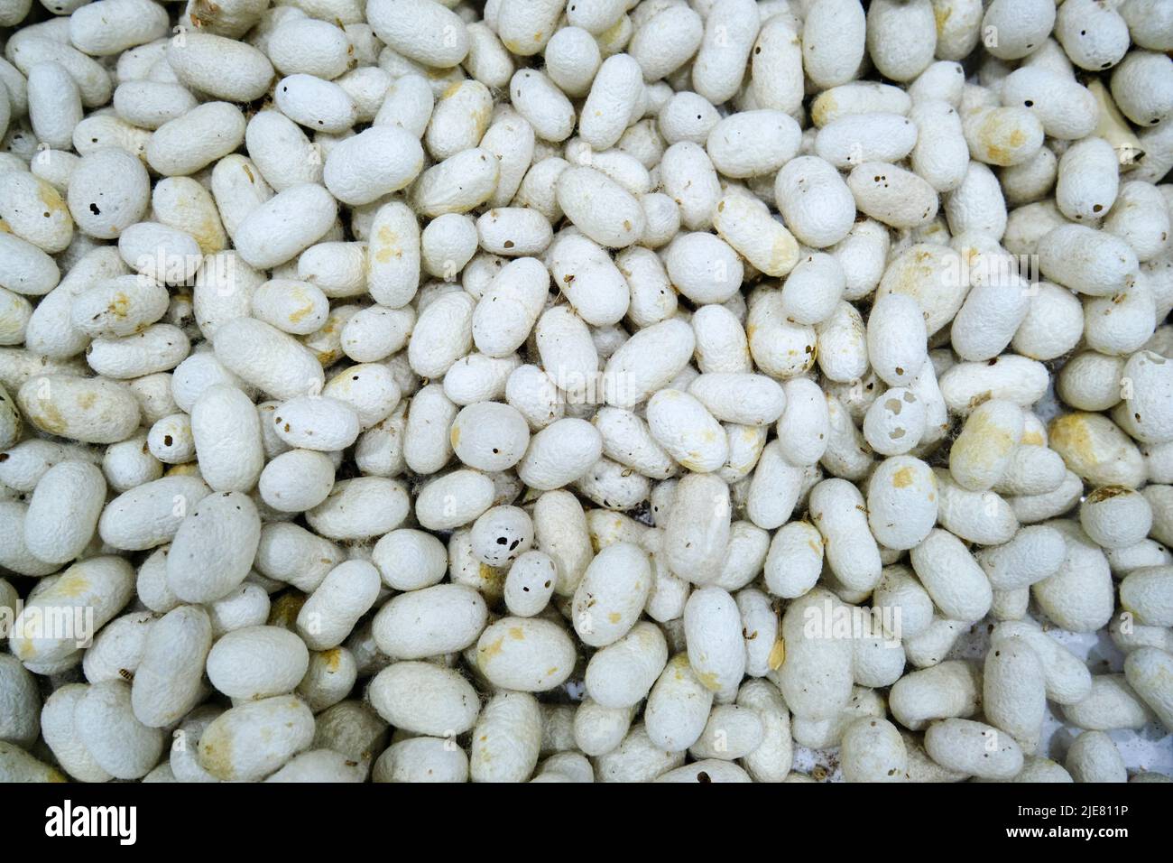 A detail, close up view of authentic, natural, white silk worm cocoons ...