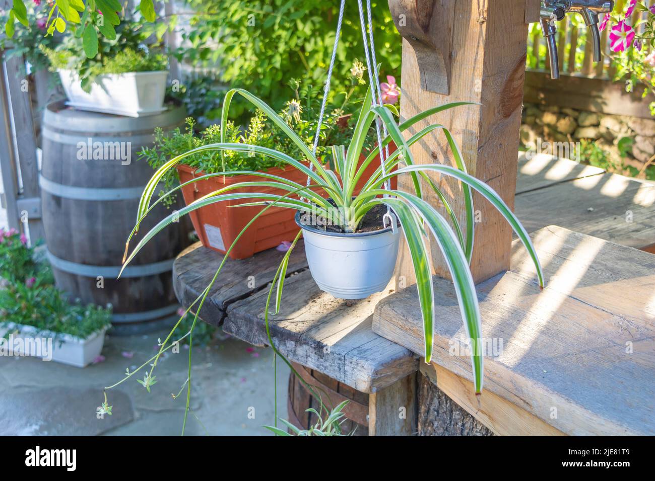 Close up shot of a Spider plant in a white pot hanging - Spider plant ...
