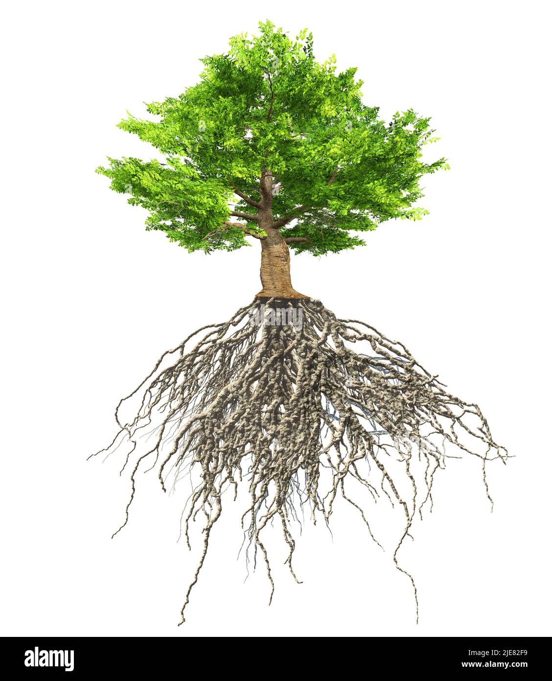 tree with roots isolated, 3D illustration Stock Photo - Alamy