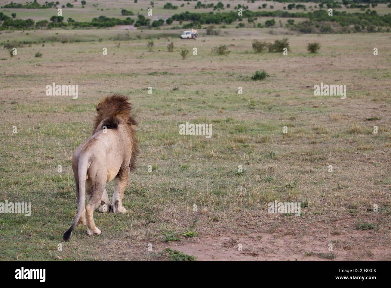 African lion (Panthera leo) in the african savanna. Animal in the wild ...