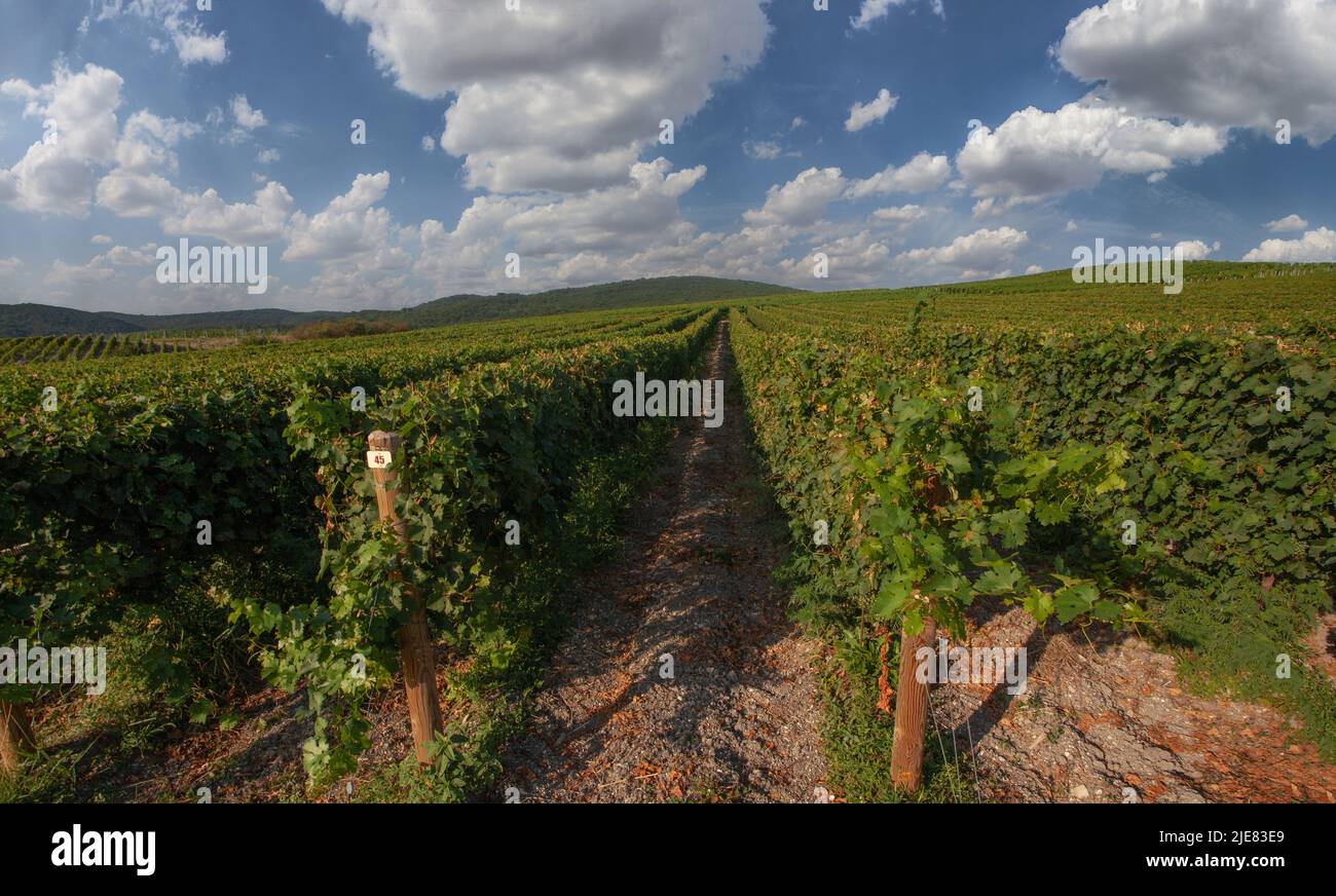 Vineyards. View of grapevines against day sky Stock Photo - Alamy