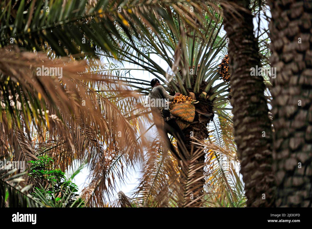 Date harvest, Oman - middle east Stock Photo - Alamy