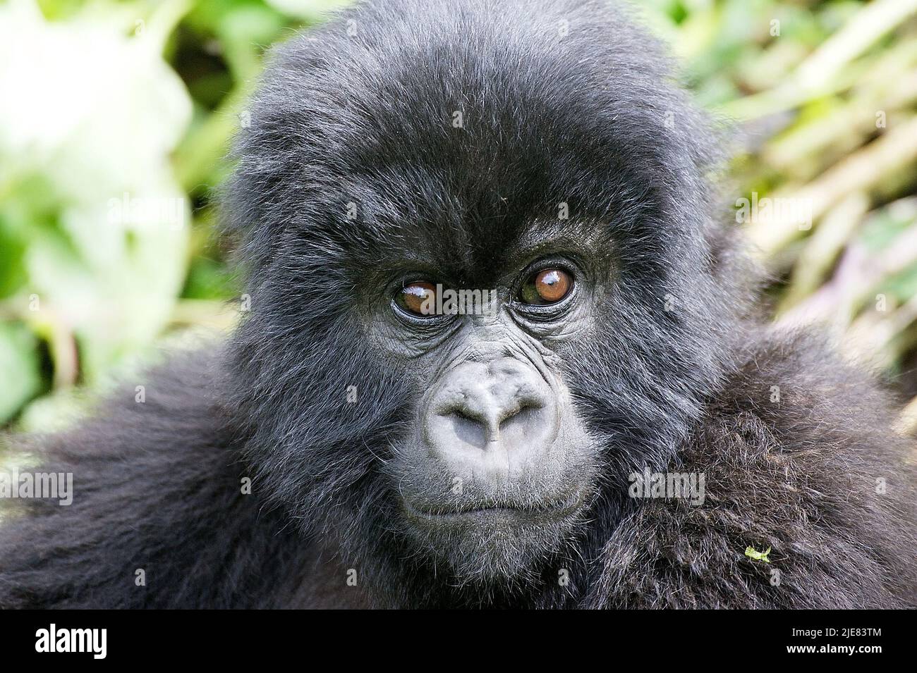 Young mountain gorilla at the Volcanoes National Park, Rwanda Stock ...
