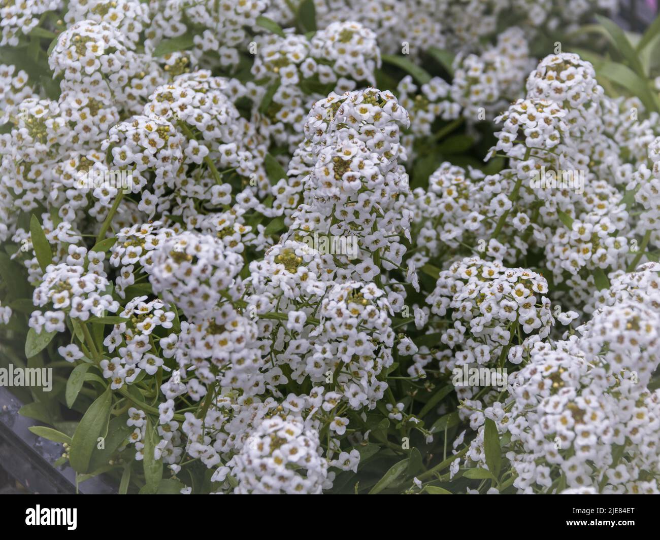 Sweet Alyssum, Lobularia maritima . White alyssum flower on a green ...