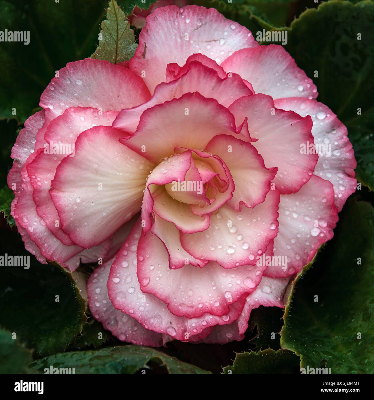 Large double begonia flowers close-up. Flowering plant of begonia ...