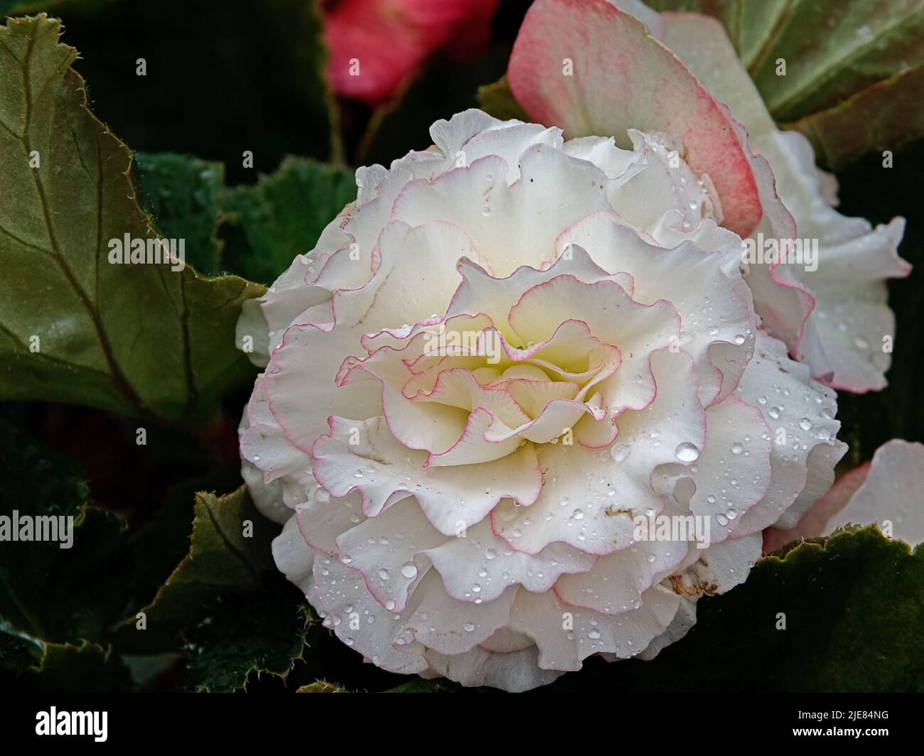 Large double begonia flowers close-up. Flowering plant of begonia ...