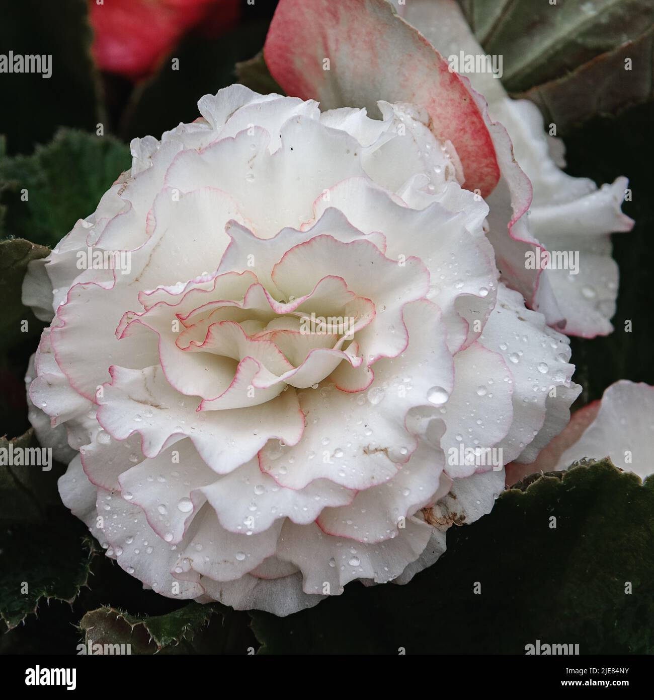 Large double begonia flowers close-up. Flowering plant of begonia ...