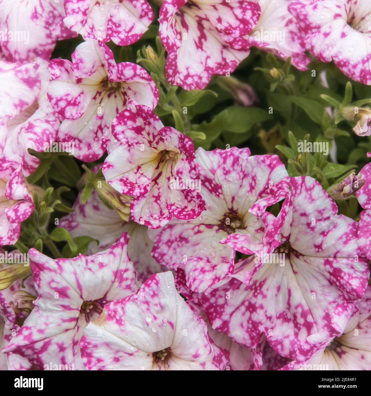 Petunia flower is blooming in the flower garden. Summer garden on the ...