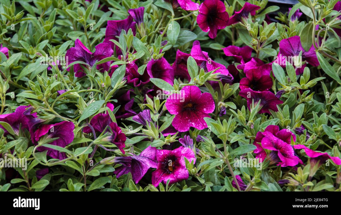 Petunia flower is blooming in the flower garden. Summer garden on the ...